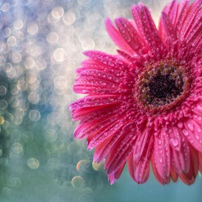 Artificial Flower Full HD - KDE Store