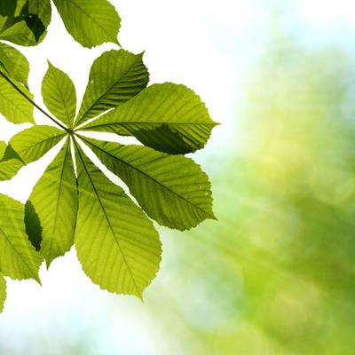 Green Leaf in Close up Photography Full HD - KDE Store