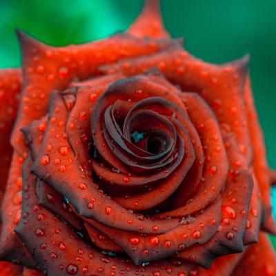 Pink Rose in Close up Photography Full HD - KDE Store