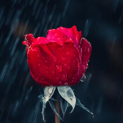 Red Rose in Close up Photography Full HD - KDE Store
