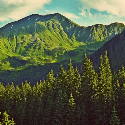 Green Pine Trees Near Mountain During Daytime Full HD - KDE Store