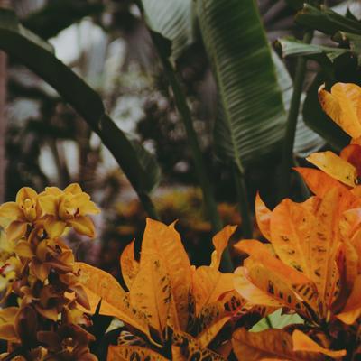 Yellow Flowers With Green Leaves Full HD - KDE Store