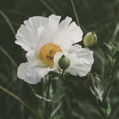 White Flower With Green Leaves Full HD - KDE Store