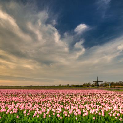 White Flower Field Under Blue Sky Full HD - KDE Store