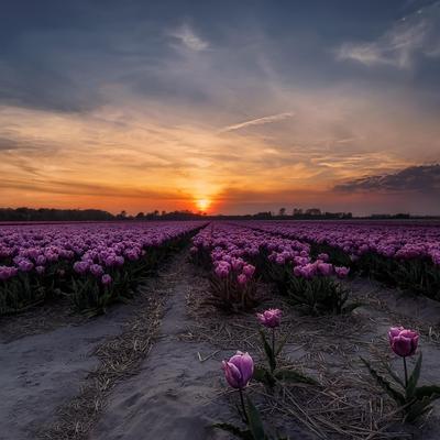 Pink Flower Field During Sunset Full HD - KDE Store