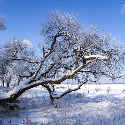 Cold Winter Snow covered grassland scenery - KDE Store