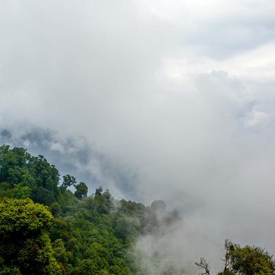 Tropical rain forest mist white clouds - KDE Store