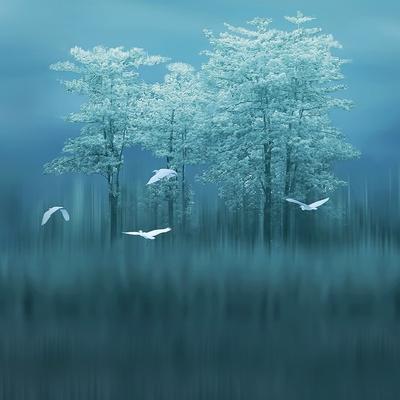 Lake trees birds blurred 2017 HD Wallpaper - KDE Store