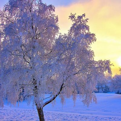 Snow frost tree trees sun-Winter Landscape HD .. - KDE Store