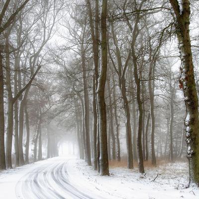 Snowy road and trees-Winter Landscape HD Wallp.. - KDE Store