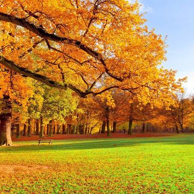 Yellow trees and green grass-Nature Scenery Wa.. - KDE Store