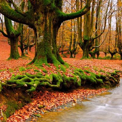 Trees river autumn moss-2016 Scenery HD Wallpa.. - KDE Store