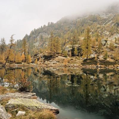 Jungle trees sky grass fog-Nature scenery wall.. - KDE Store