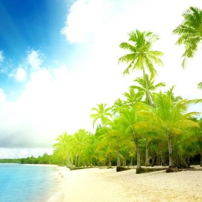Palm trees beach sunshine-Summer Scenery HD Wa.. - KDE Store
