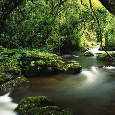 Jungle river trees moss lianas-Nature High Qua.. - KDE Store