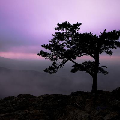 Nature Landscape pine tree twilight-HD Desktop.. - KDE Store