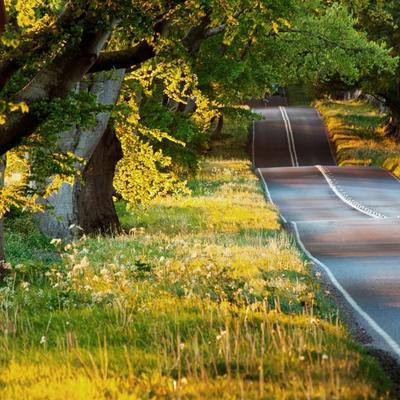 Beautiful Forest Road Spring-HD Desktop Wallpa.. - KDE Store