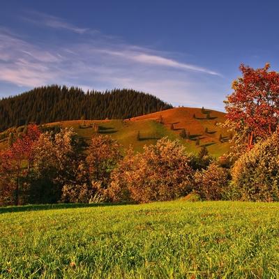 Autumn grass trees field-Landscape HD Wallpape.. - KDE Store