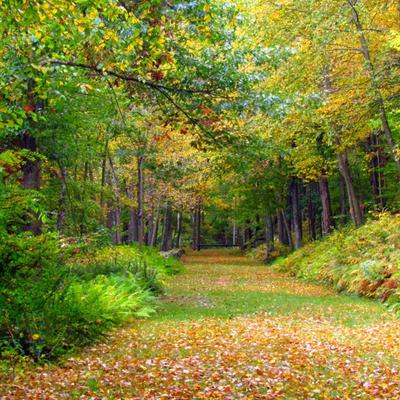 Autumn foliage trees-Landscape HD Wallpaper - KDE Store