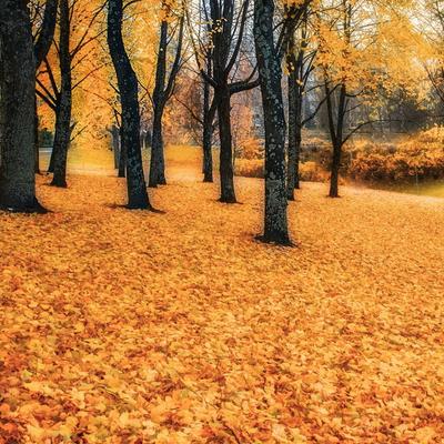 Golden Autumn Nature Scenery HD Wallpaper 09 - KDE Store