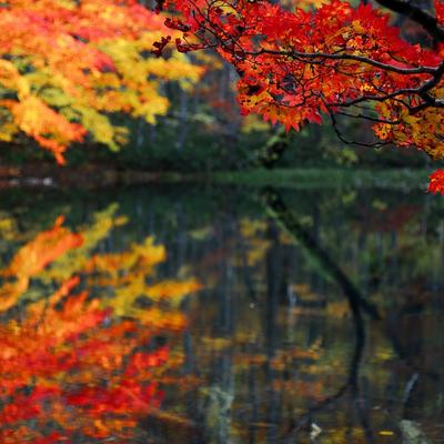 Golden Autumn Nature Scenery HD Wallpaper 02 - KDE Store