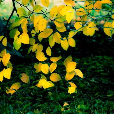 Autumn Leaves-HD Nature Wallpaper - KDE Store