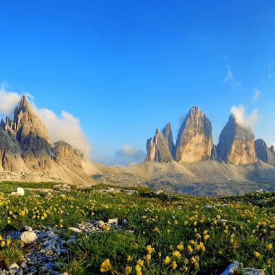 Yellow wildflowers-Photo HD Wallpaper - KDE Store