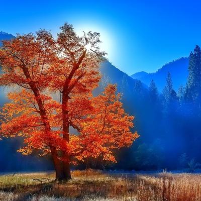 Mountain red leaves-Photo HD Wallpaper - KDE Store