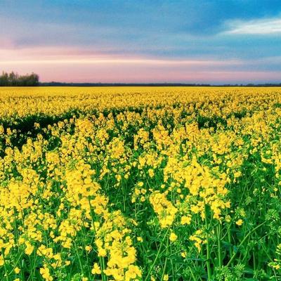 Yellow Flowers Field-Nature HD Wallpaper - KDE Store