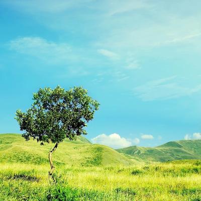 the lonely tree-Best Landscape Wallpaper - KDE Store