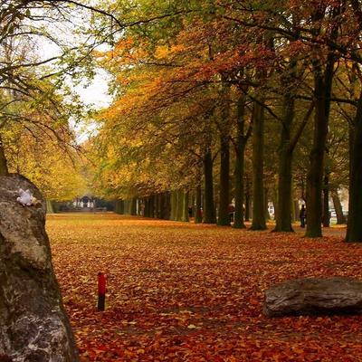 park autumn leaves-Landscape HD Wallpaper - KDE Store