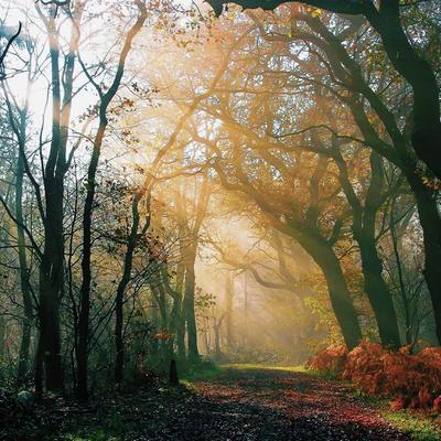 Forest Sun-Landscape HD Wallpaper - KDE Store