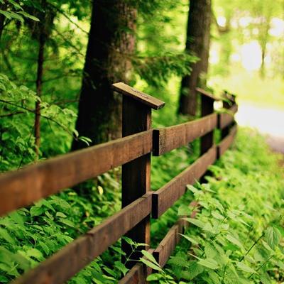 Forest trail-Landscape HD Wallpaper - KDE Store