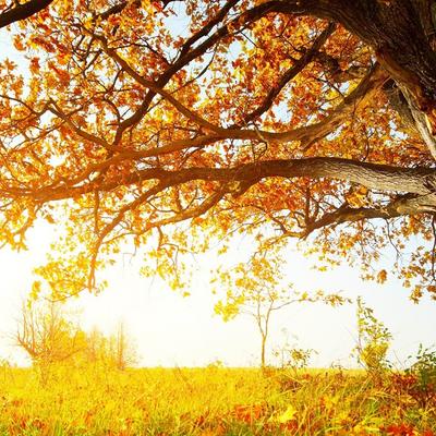 Autumn grass leaves-HD Photo Wallpaper - KDE Store