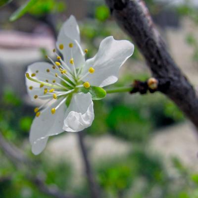 blossoms open-Seasons HD - KDE Store