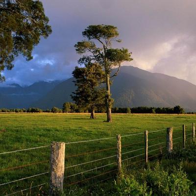 protection reserve trees-Photo Wallpaper - KDE Store