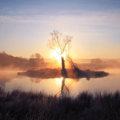 tree sunset evening-Nature HD Wallpapers - KDE Store