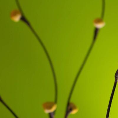 green wallpaper 2 - KDE Store