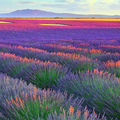 Lavender Fields Valensole Plateau France Sunse.. - KDE Store