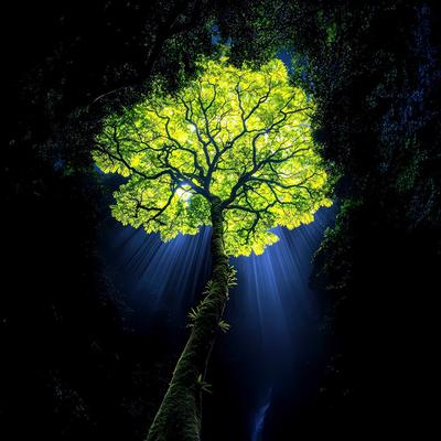 Jungle Tree Dark Cave Sunlight Bing 4K - KDE Store