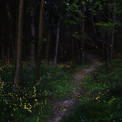 Summer Firefly Forest Okayama Prefecture Japan.. - KDE Store
