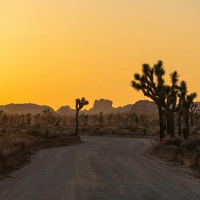 Sunset Road Joshua Tree National Park Californ.. - KDE Store