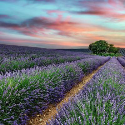 Beauty Lavender Sunset Landscapes France - KDE Store