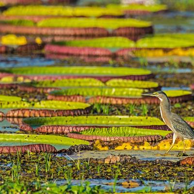 Striated Heron Victoria Water Lily Pantanal Br.. - KDE Store