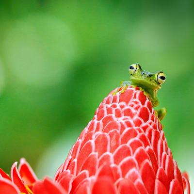 Tree frog Costa Rica Animals Bing 4K - KDE Store