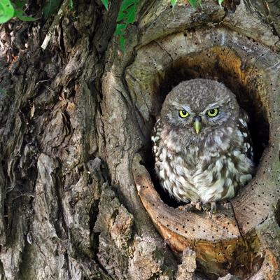 Little Owl Tree Hole Noctua Germany Bing 4K - KDE Store