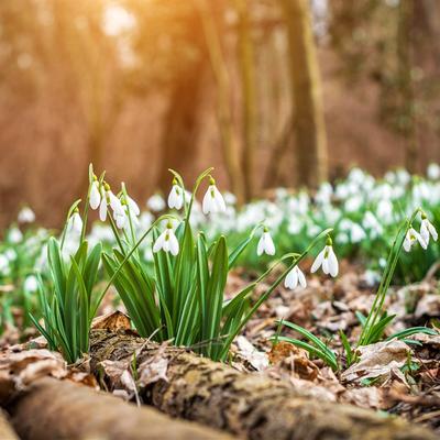 Snowdrops Bloom in The Forest Spring Bing 4K - KDE Store