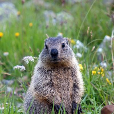 Austria Young alpine marmot Bing 4K - KDE Store