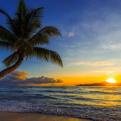 Peaceful Sunset Beach Palm Trees Skyline 5K - addons.videolan.org