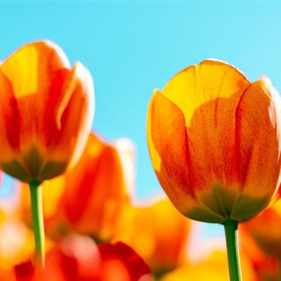Orange Tulips Flower Romantic Summer Daylight .. - KDE Store